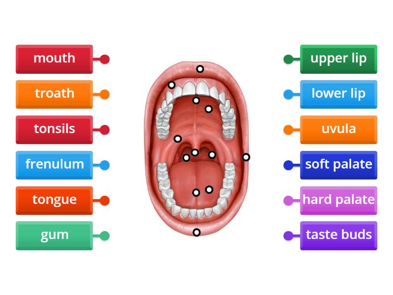 parts of the mouth - Labelled diagram