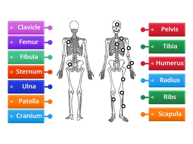 Skeletal system - Review - Labelled diagram