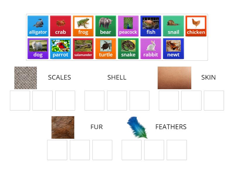 ANIMAL SKIN COVERINGS - Group sort