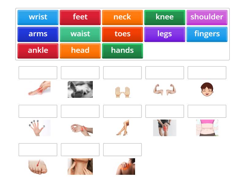 Parts of the body - Match up