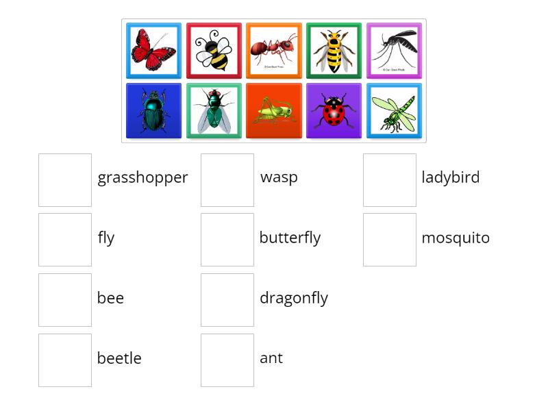 Insects - Match up