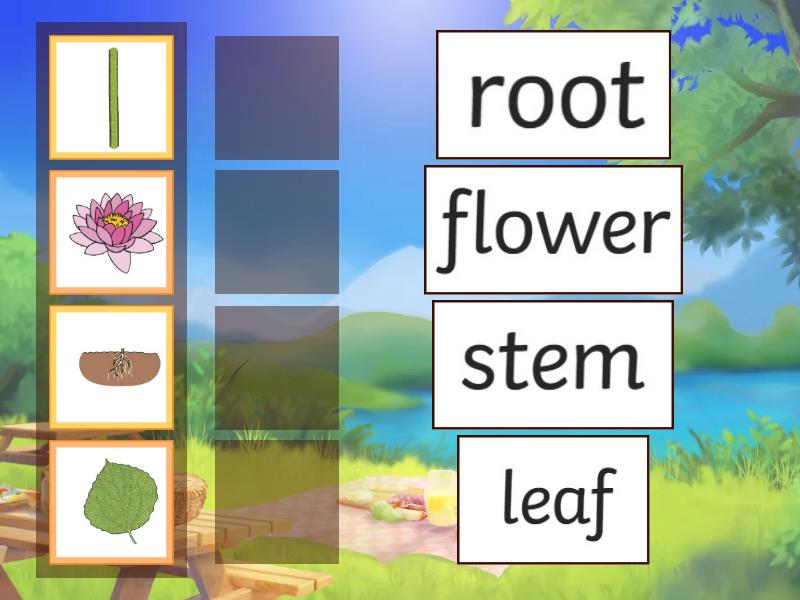 Parts Of A Plant - Match up