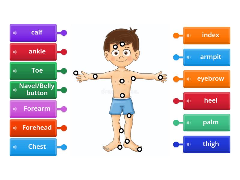 Body parts - Labelled diagram