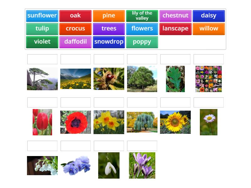 quiz flowers - Match up