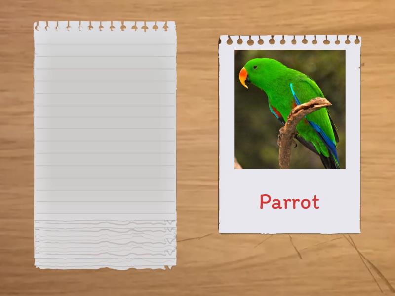 Family and pets - Speaking cards