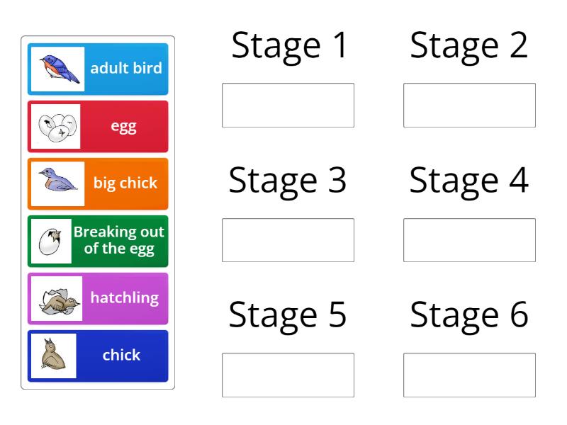 Bird Life Cycle - Group sort