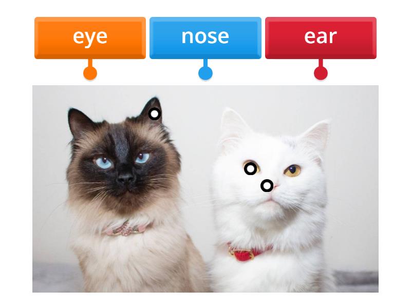 parts cat - Labelled diagram