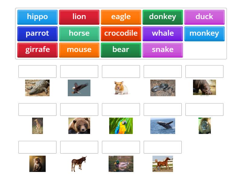 Animals Unit 7 Own it 1 - Match up