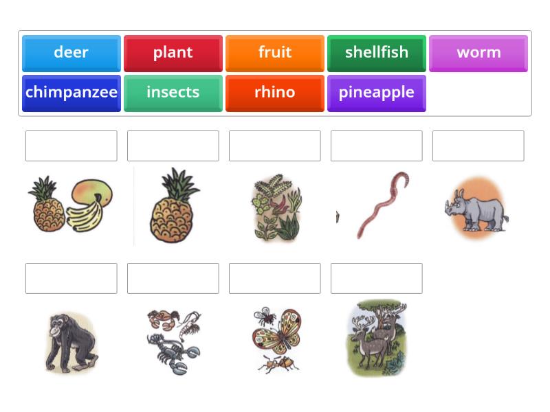 Rainforest ( plants and animals) - Match up