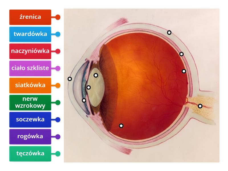 Budowa oka - podstawy - Rysunek z opisami