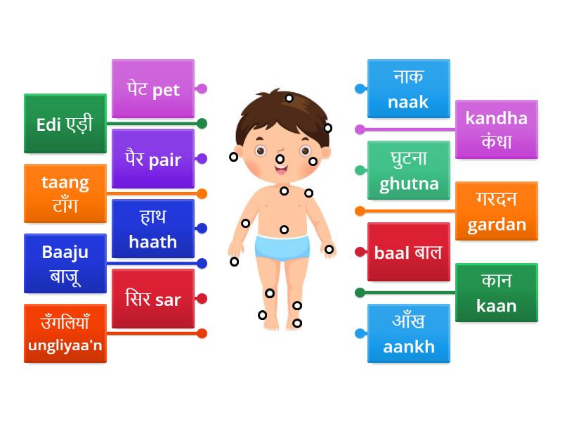 Parts of body - 1 - Labelled diagram