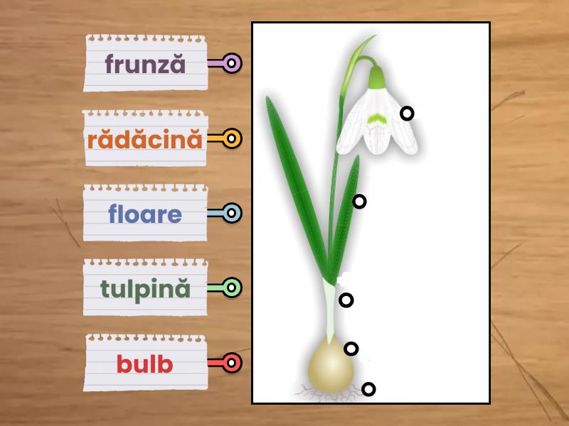 Ghiocelul (Descrierea plantelor) - Labelled diagram