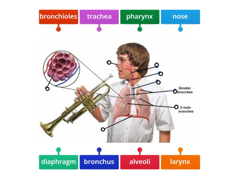 Label the Respiratory System Game - Labelled diagram