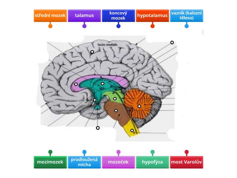 Mozek popis - Labelled diagram