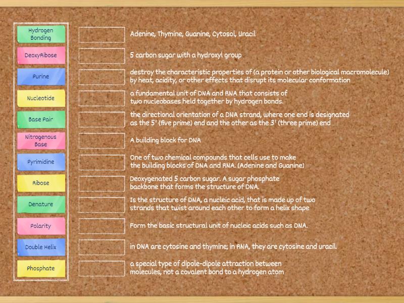 DNA Structure - Match up