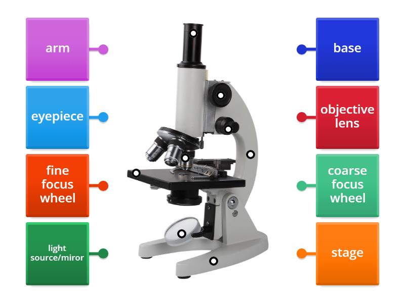 Microscope - Labelled diagram