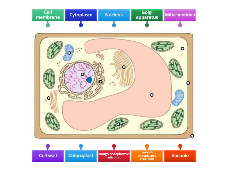 Diagram of a plant cell (level 1) [Pure Bio] - Diagrama con etiquetas
