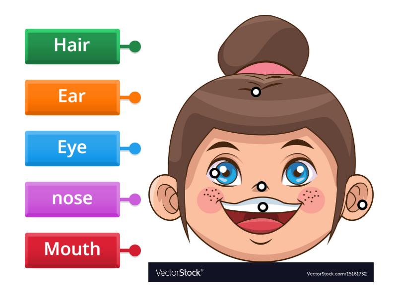 Parts of the Face (English) - Labelled diagram