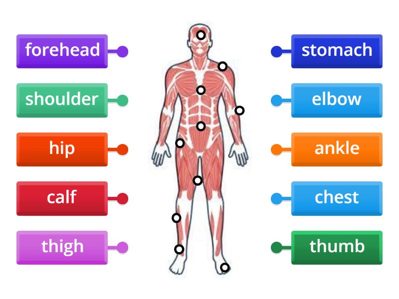 Parts of body Group Health - Labelled diagram