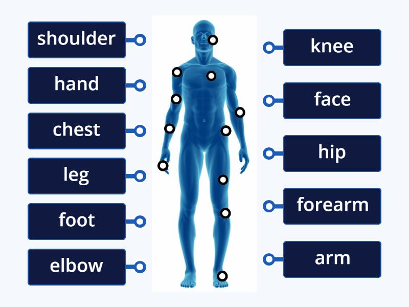 Human body - Labelled diagram