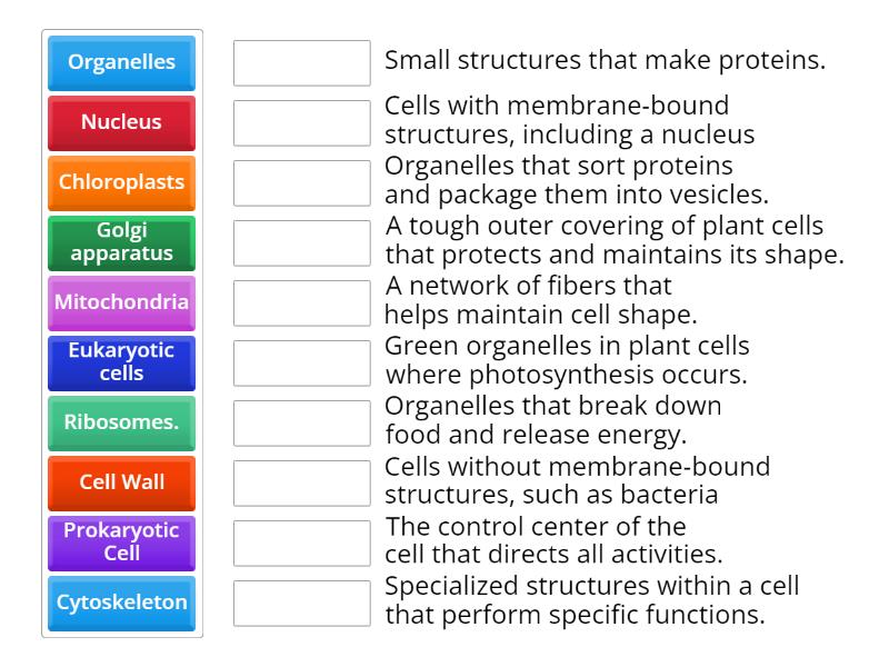 Cells and Cell Organelles - Match up