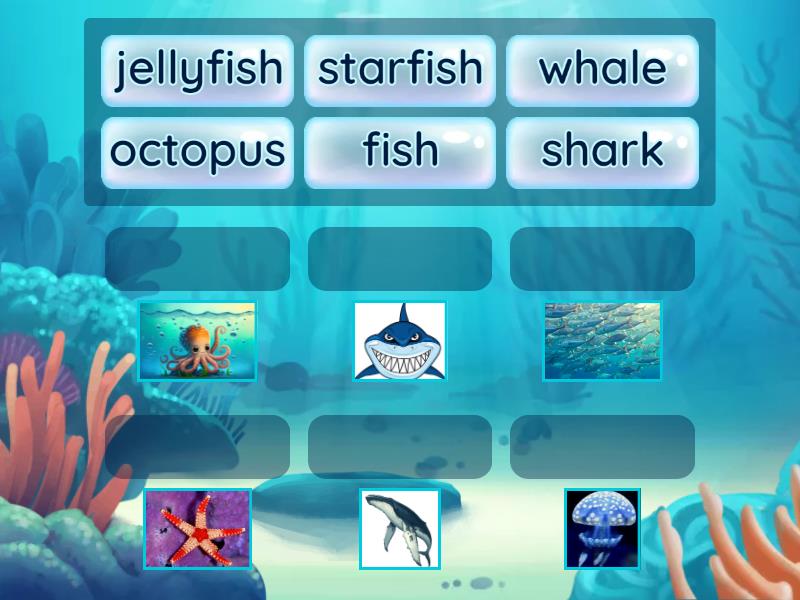 sea creature matching - Match up