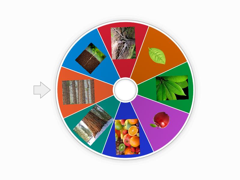 Parts of trees - Spin the wheel