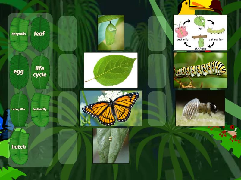 Week 24: Butterfly Life Cycle Vocabulary - Match up