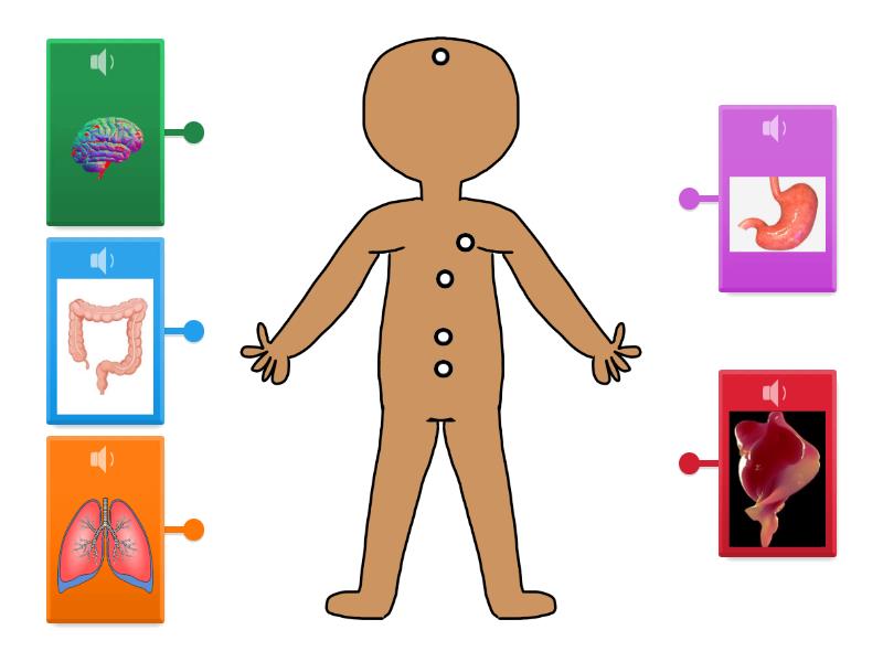 Body Parts - Labelled diagram