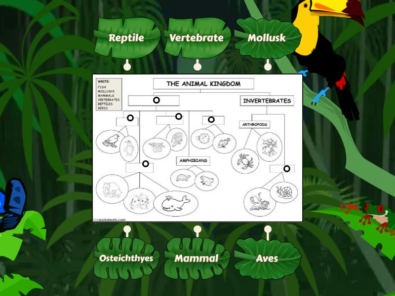 Animal class - Labelled diagram