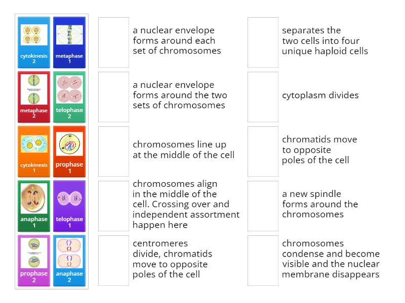 Meiosis Steps - Match up