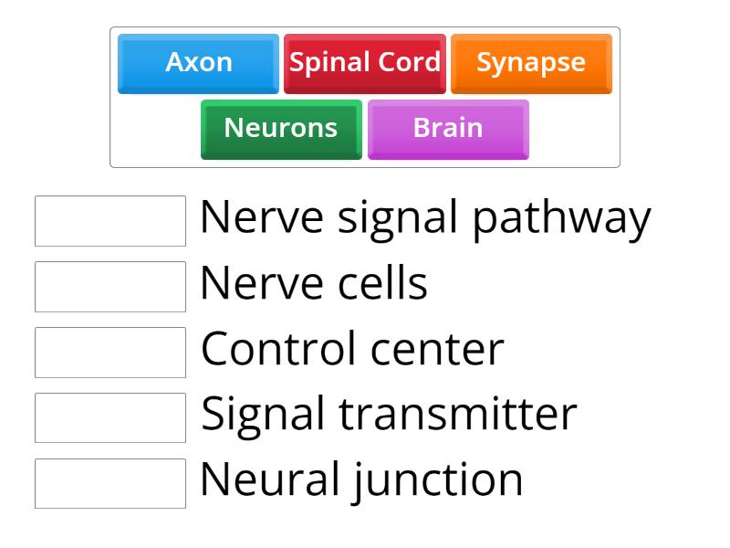 Exploring the Nervous System - Match up