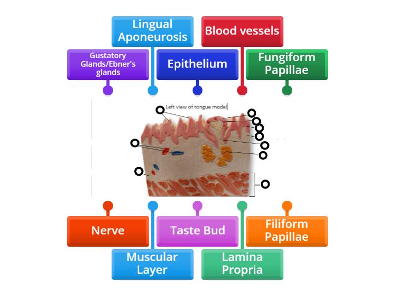 Tongue - Labelled diagram