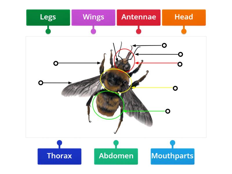 Label an Insect - Labelled diagram