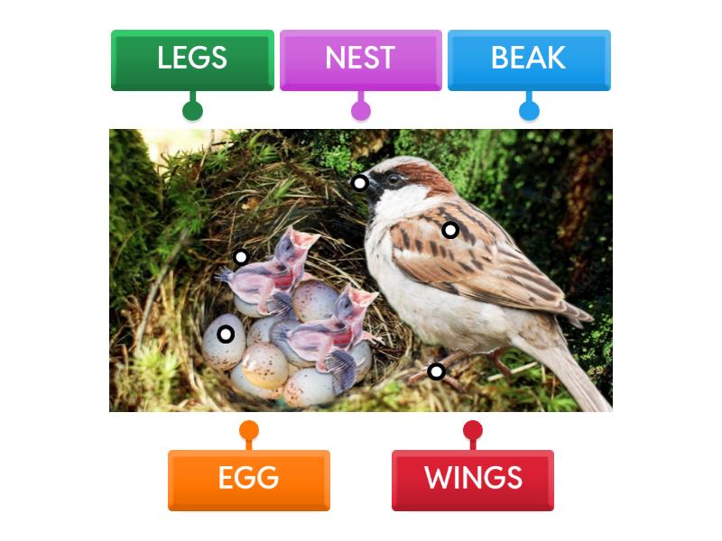 what can birds do? label the parts - Labelled diagram