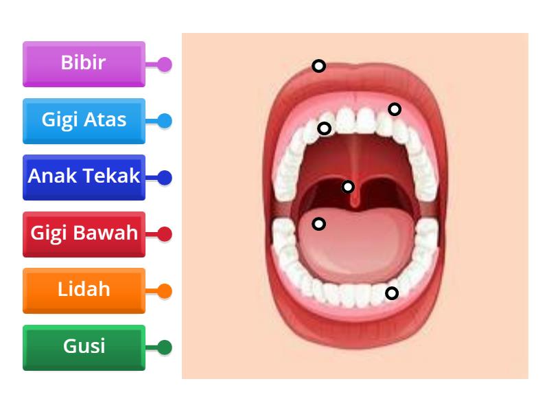 Bahagian Mulut Saya - Labelled diagram
