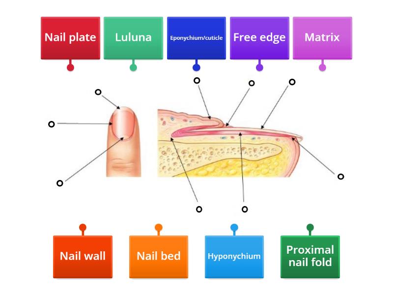 Exam revision structure of the Nail Diagram - Diagramme étiqueté