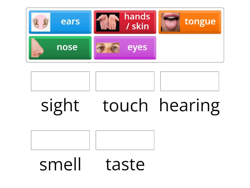 Sense organs - Match up
