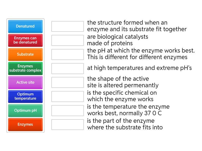 GCSE Enzymes - Match up