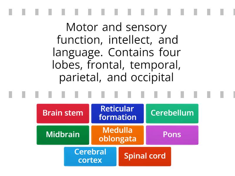 Internal Brain Anatomy - Find the match
