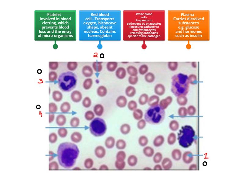 The blood - Labelled diagram
