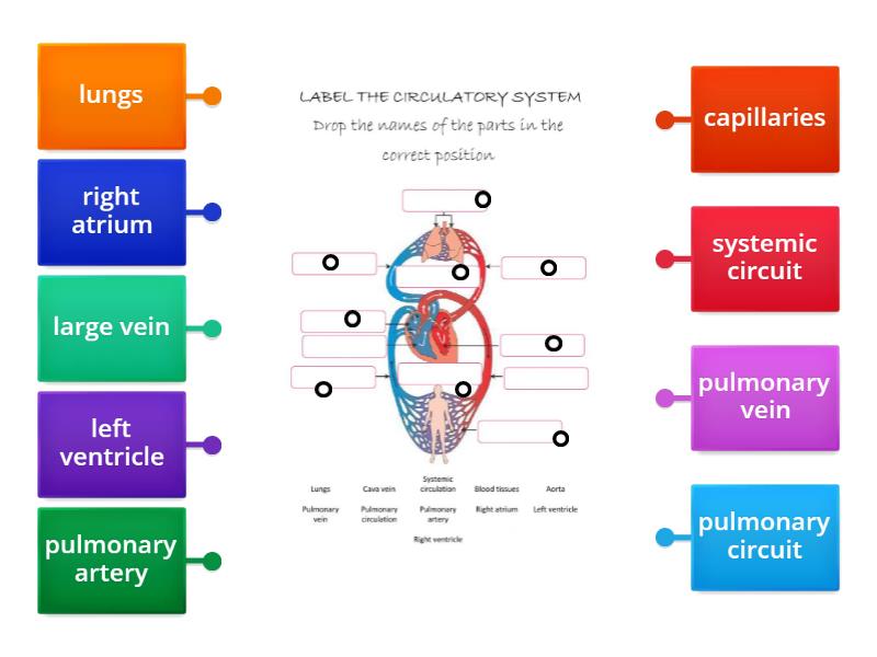circulatory system - Diagrama con etiquetas