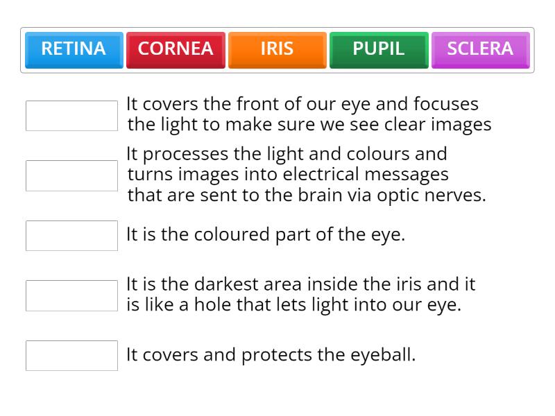 2024 Xperience Day 64 PARTS OF THE EYE - Match up