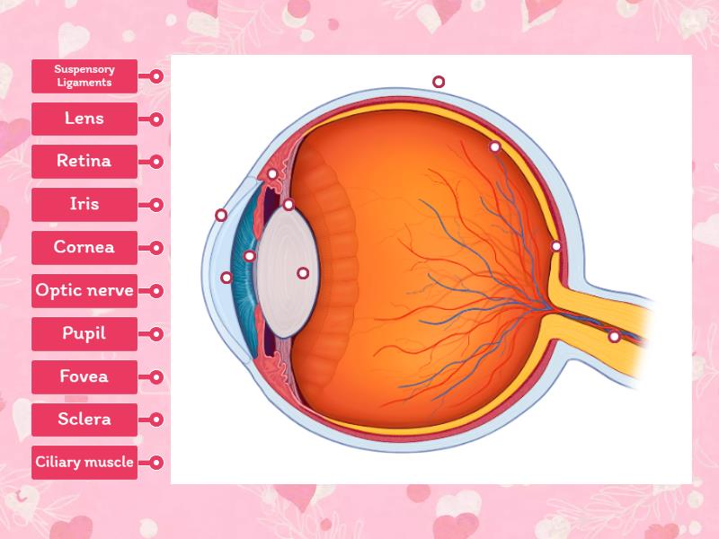 FFynone House Y8: The eye structure - Labelled diagram