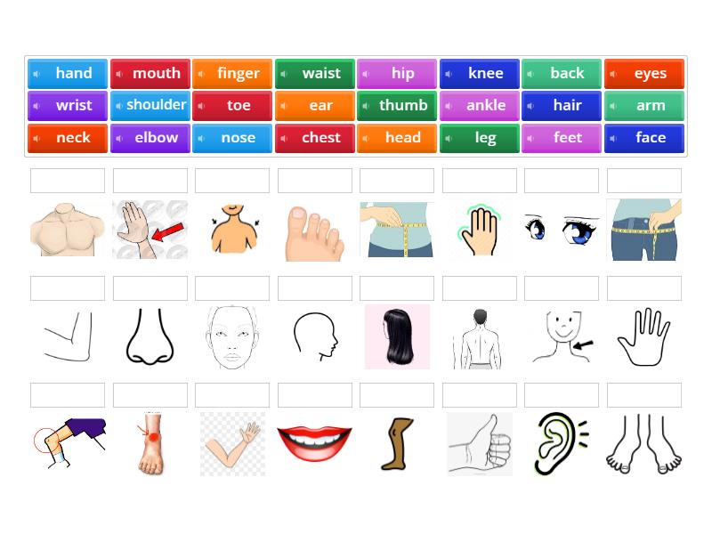 Parts of the body - Match up
