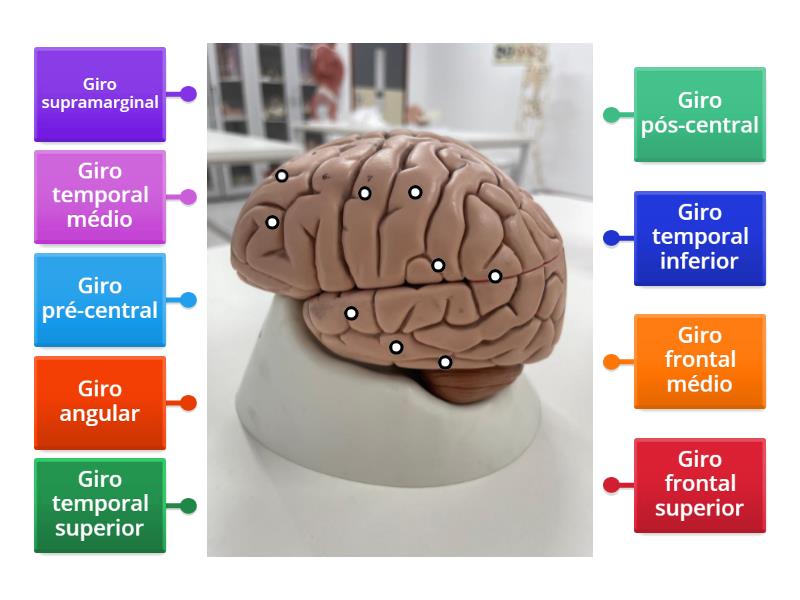 giros - Labelled diagram
