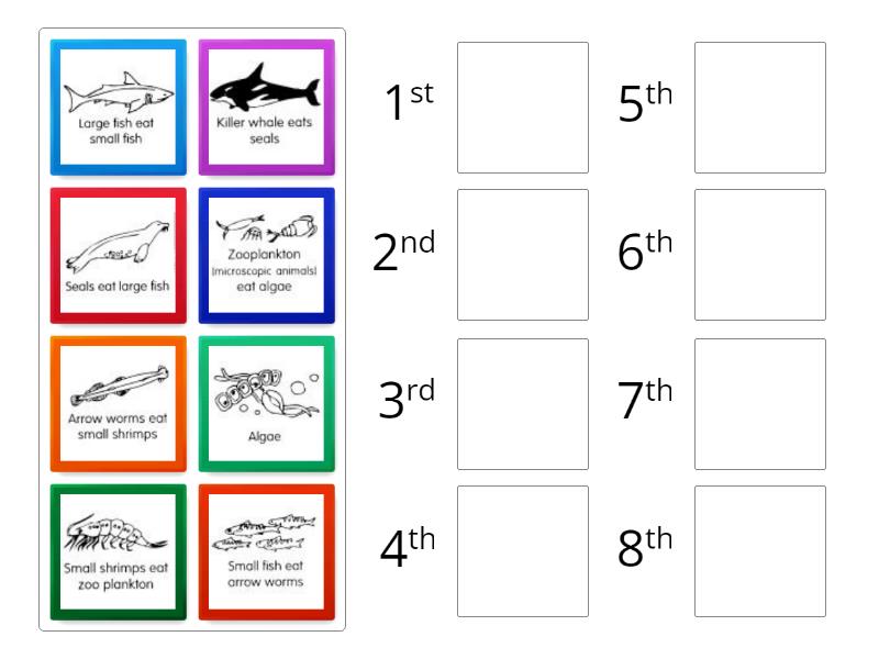 Complete the food chain - Rank order