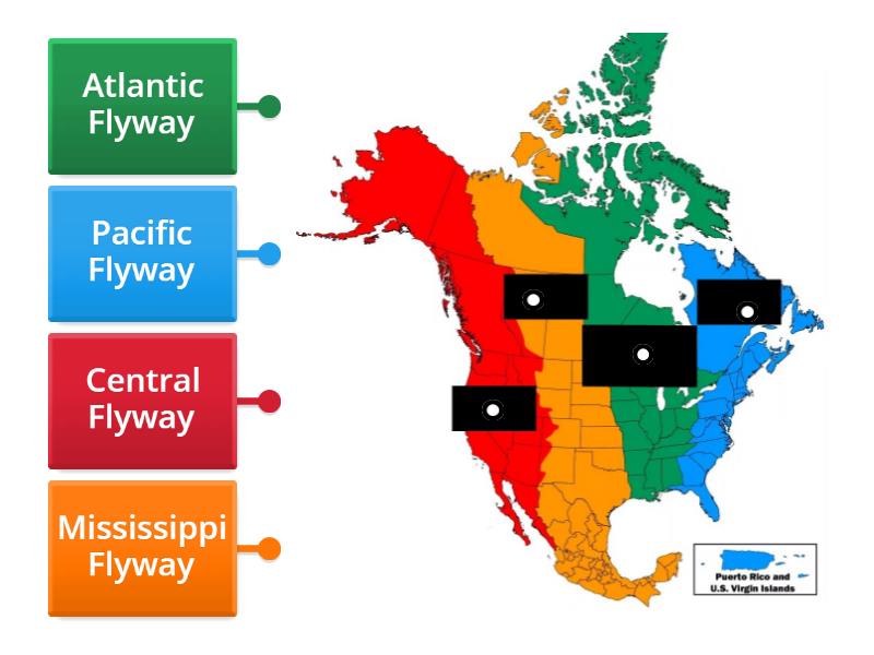 Migratory Flyway Routes - Labelled diagram
