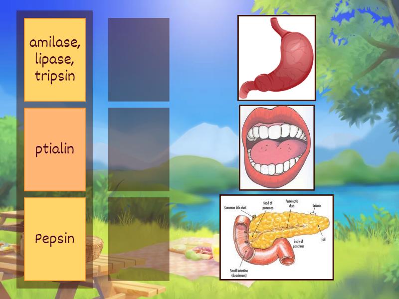 Sekresi Ensim pada Sistem Pencernaan - Match up