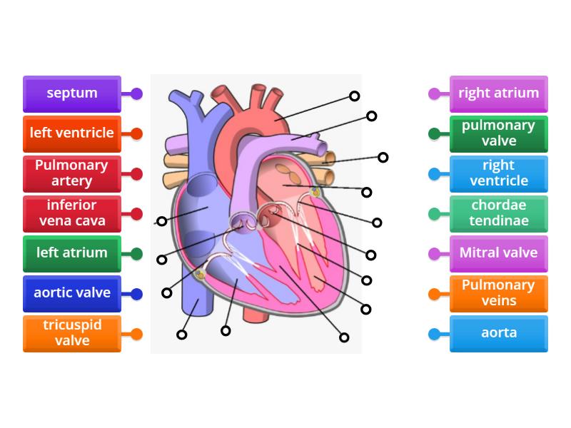 Internal heart structure - Labelled diagram